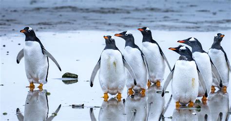 Linux Fundamentals Cursos 4Linux