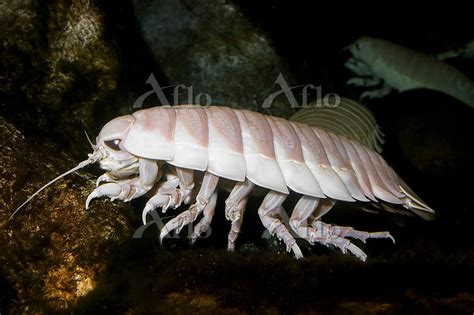 ダイオウグソクムシ 187933468 の写真素材 アフロ