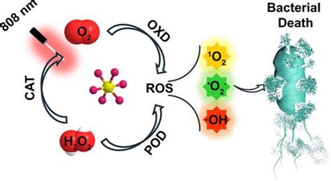 Cose2 Nanoparticles With Multienzymic Activities For Antibacterial Applications Acs Applied Nano