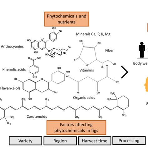 Pdf Phytochemical Composition And Health Benefits Of Figs Fresh And