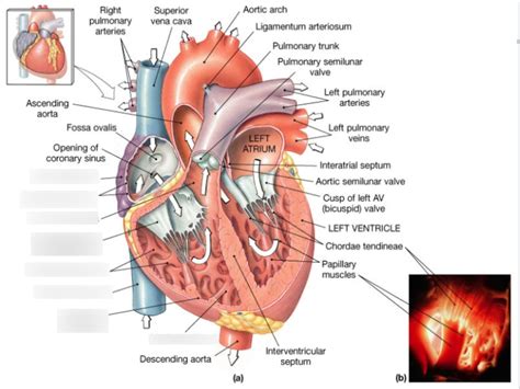 Heart Overview Part 3 Diagram Quizlet