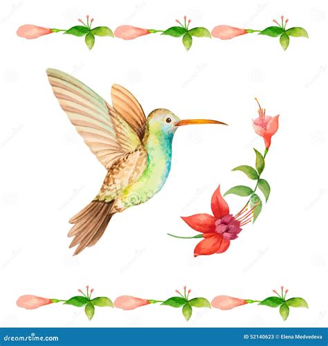 Hummingbird Stock Vector Illustration Of Hummingbird 52140623