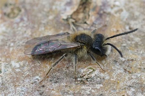 Closeup On A Hairy Female Early Mining Bee Andreena Praecox Sit Stock