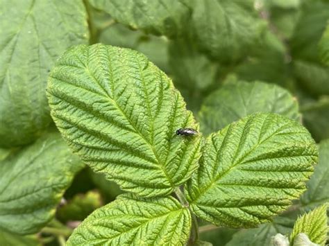Good Or Bad Bugs Raspberry Rgardening