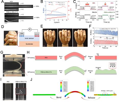 Researchers Propose First Hyperelastic Adhesive For Heterogeneous Polymer Network