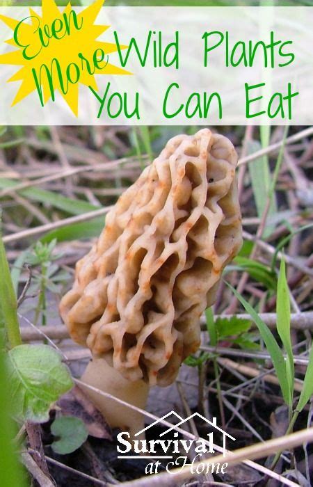 Even More Wild Plants You Can Eat Survival At Home Survival Food