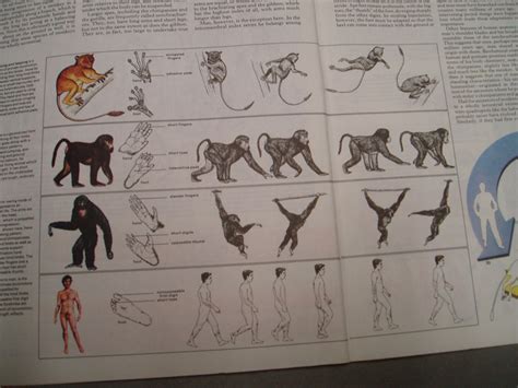 Vintage Evolution Of Man Human Body Collage Pack Scientific