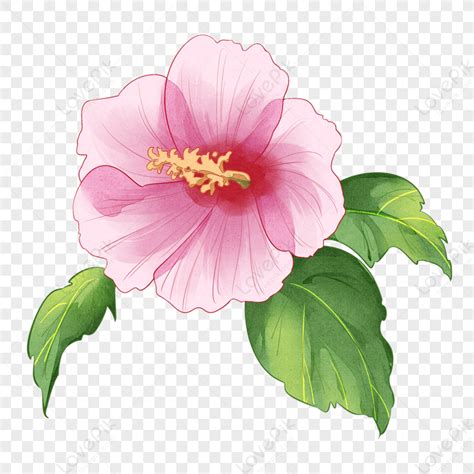 한국의 국화인 히비스커스 한국화 꽃들 무궁화 Png 일러스트 무료 다운로드 Lovepik