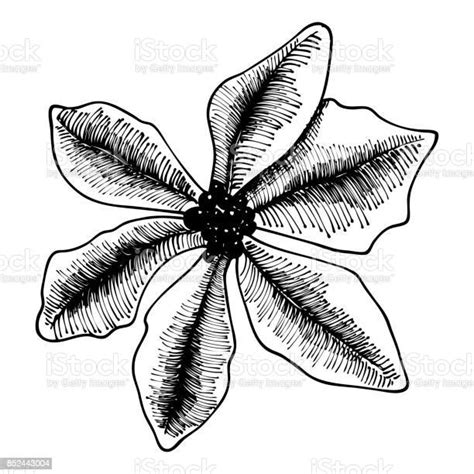 홀리 꽃 장식입니다 크리스마스와 휴일 손으로 그려진된 요소입니다 벡터입니다 공휴일에 대한 스톡 벡터 아트 및 기타 이미지 공휴일 꽃 식물 드로잉 Istock