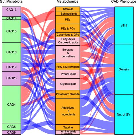Interrelationship Between Gut Microbiota Composition Host Metabolic