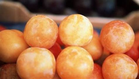 Mirabelle Plum Tree Care