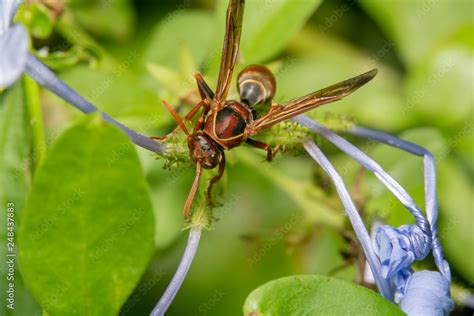 Australian Mud Wasp Orange And Black Wasp Mud Dauber With Red Antennas Looking Up At The
