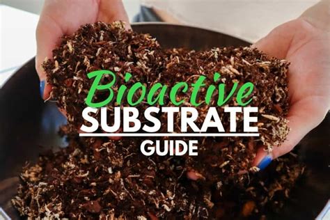 How To Make A Bioactive Substrate Mix Recipe Guide