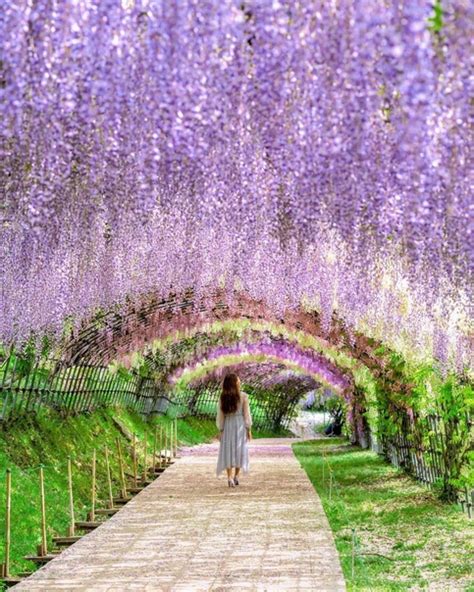 Япония Сады Kawachi Fuji Сады Kawachi Fuji в японском городе Китакюсю