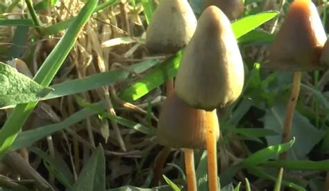 Le Statut Légal De La Psilocybine En France Mmt Fr