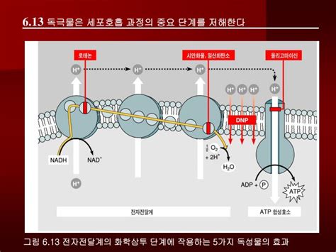 Ppt 제 6 장 세포의 에너지 생성 Powerpoint Presentation Id4727659