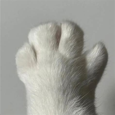 Bonjour Meow (@bonjour_meow) • Threads, Say more