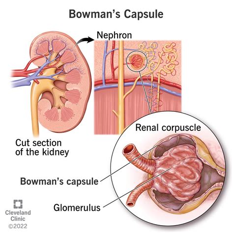 Bowman S Capsule Anatomy Function And Conditions
