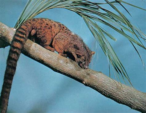 Mammalogy Ch16 Carnivora Part 1 Feliformia Flashcards Quizlet