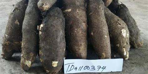 Iita And Nrcri Release New Yam Varieties