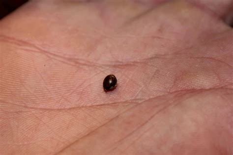 An Introduction On The Biology Of Phasmids Keeping Bugs