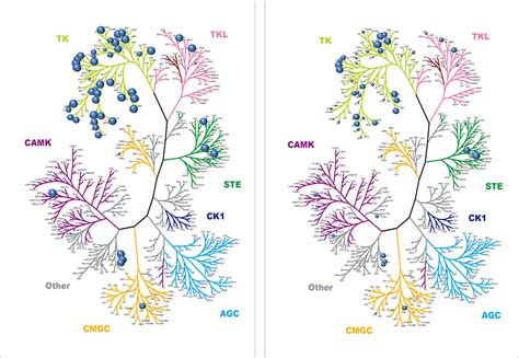Nanobret™ Te Intracellular Kinase Assay Services Carna Biosciences Inc