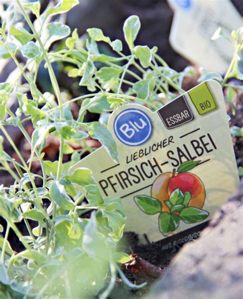 Pfirsich Salbei Blu Kräuter Gemüse So gesund kann lecker sein