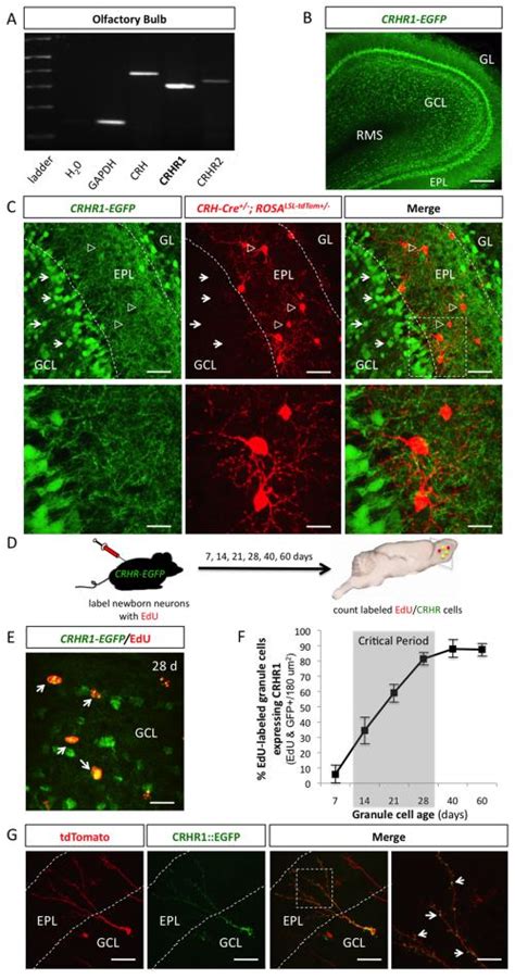 Local Crh Signaling Promotes Synaptogenesis And Circuit Integration Of