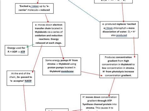 AQA A Level Biology A PHOTOSYNTHESIS Summary Teaching Resources