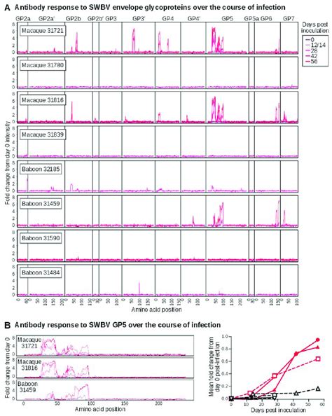 Peptide Array Analysis Of Antibodies Generated By Baboons And Macaques Download Scientific