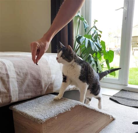 Home Modifications For Your Cat Cat Friendly Homes