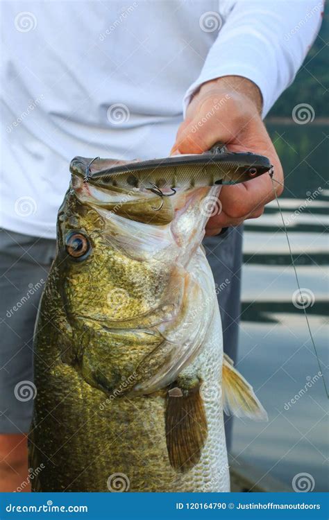 Large Mouth Bass Or Black Bass Micropterus Salmoides Royalty Free