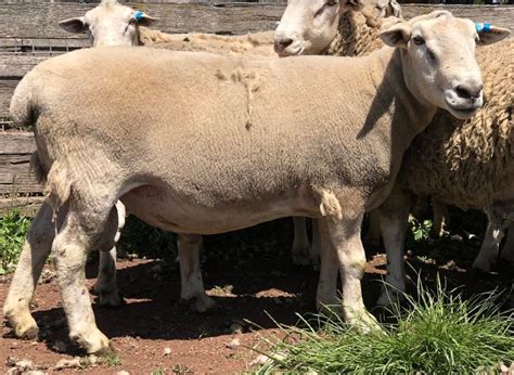 Victorian Worm Resistant Shedding Sheep Win Samoan Project Approval