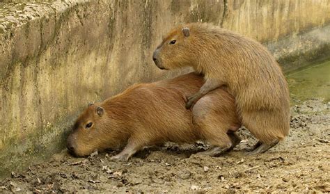 The Mating Habits Of Capybaras Baby Capybara