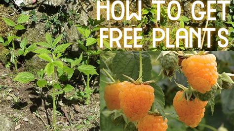 Growing Raspberries How To Propagate Raspberries How To Get Free