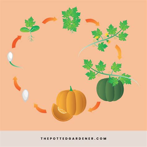 Pumpkin Plant Growth Stages Your Ultimate Guide To A Bountiful Harvest