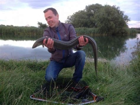 Eel Thames Anglers Conservancy