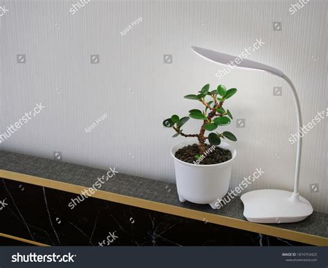 Led Bonsai Tree Stock Photos Images Photography Shutterstock