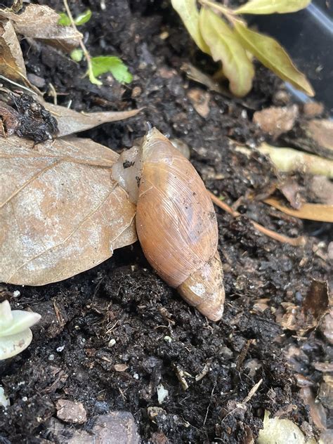 Found A Rosy Wolf Snail While Gardening Today What A Polite Guy R