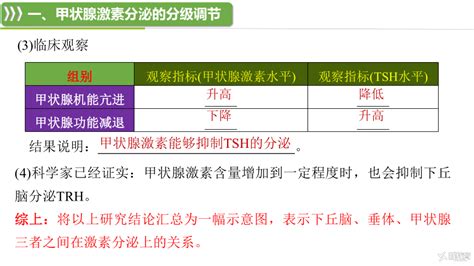 32 甲状腺激素的分级调节和激素调节的特点（第2课时）共31张ppt高二生物（人教版2019选择性必修1）21世纪教育网 二一教育