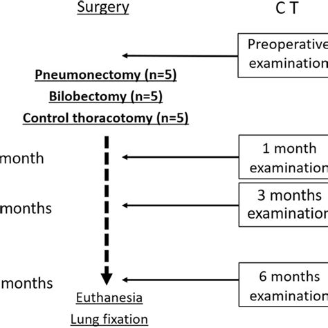 A Diagram Of The Experimental Protocol Chest Computed Tomography Ct