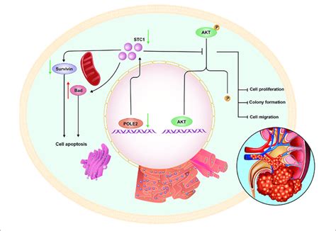 The Mechanism Diagram Of POLE2 Involved In The Biological Function Of