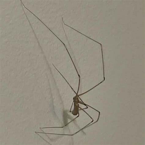 Spiders In Maine