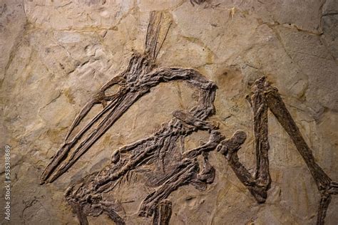 Shanghai China April 13 2018 Fossil Of Pterosaur At Shanghai
