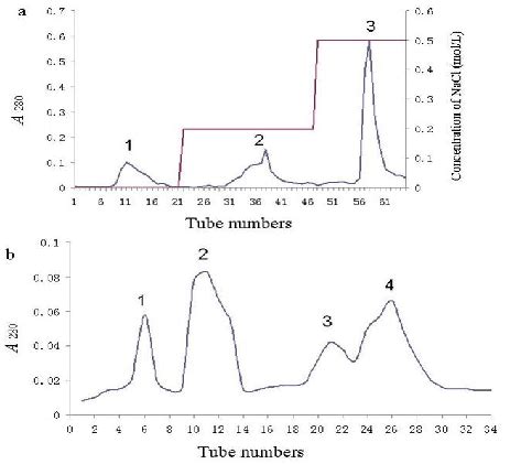 Isolation And Purification Of BWP A Buckwheat Protein Extraction Was Download Scientific