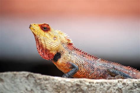 Common Green Forest Calotes Lizard Male In Sri Lanka Close Up Stock