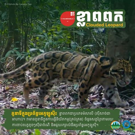 ខ្លាពពកជាសត្វកម្រ