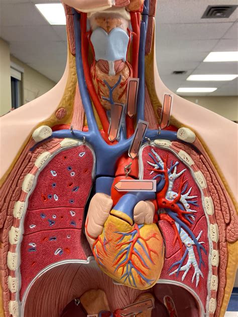 Anterior Superior Torso Arteries Diagram Quizlet