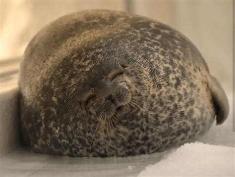 Perfect Yuki Seals