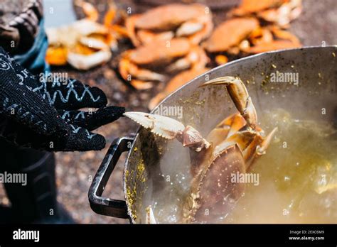 A Gloved Hand Tosses A Fresh Caught Dungeness Crab Into A Pot Of